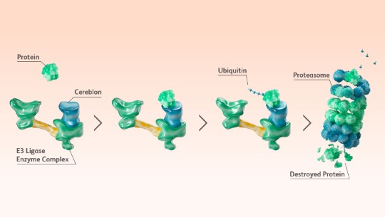 Understanding Protein Degradation – Bristol Myers Squibb
